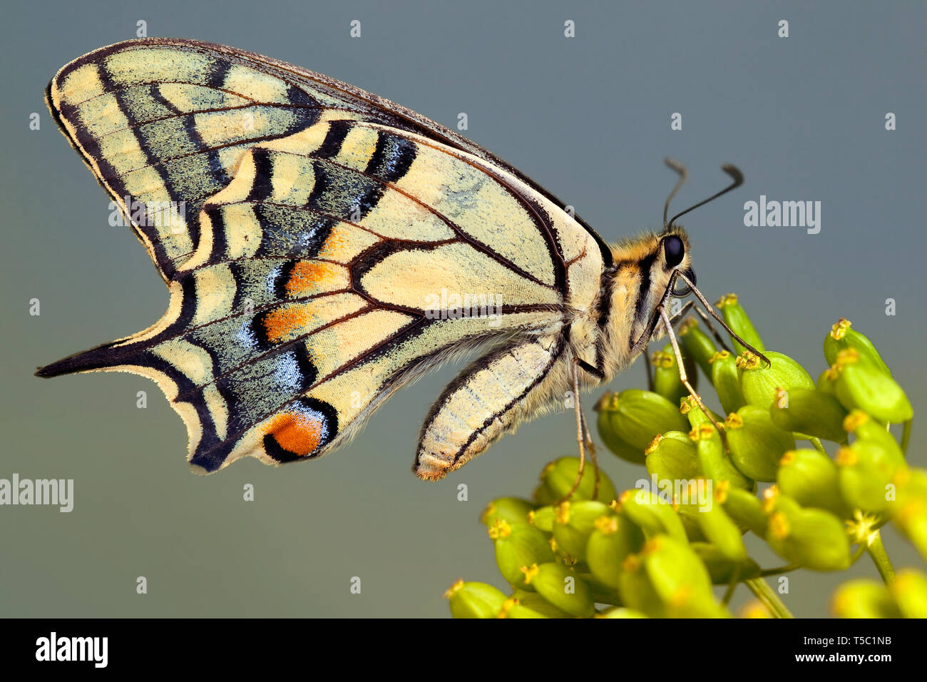 Old World swallowtail butterfly Stock Photo - Alamy