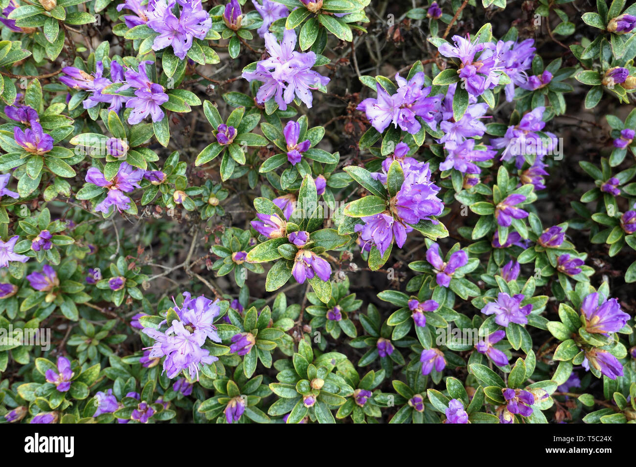 purple Azalea blossom in springtime. full frame Stock Photo - Alamy