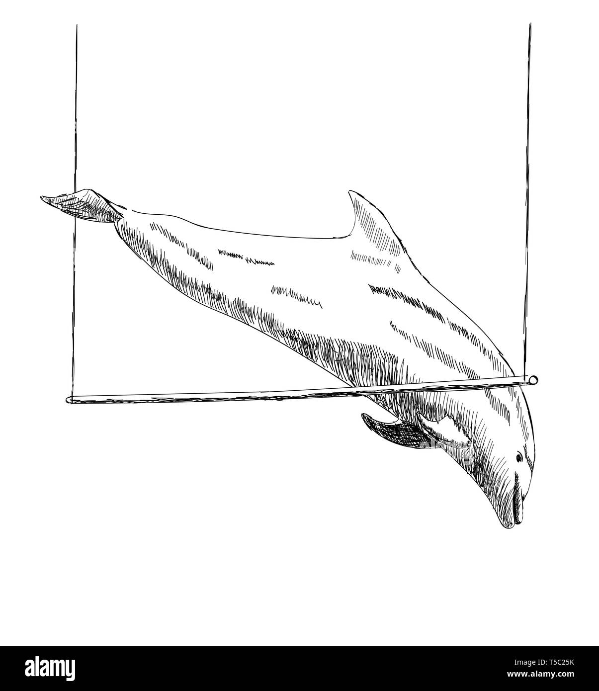 Dolphin Line Drawing High Resolution Stock Photography and Images - Alamy