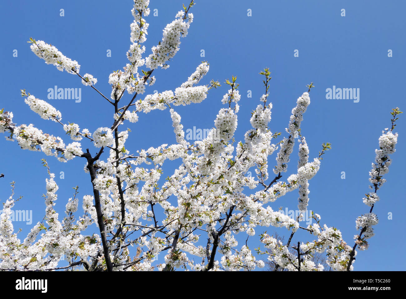 White bloosom cherry tree hi-res stock photography and images - Alamy