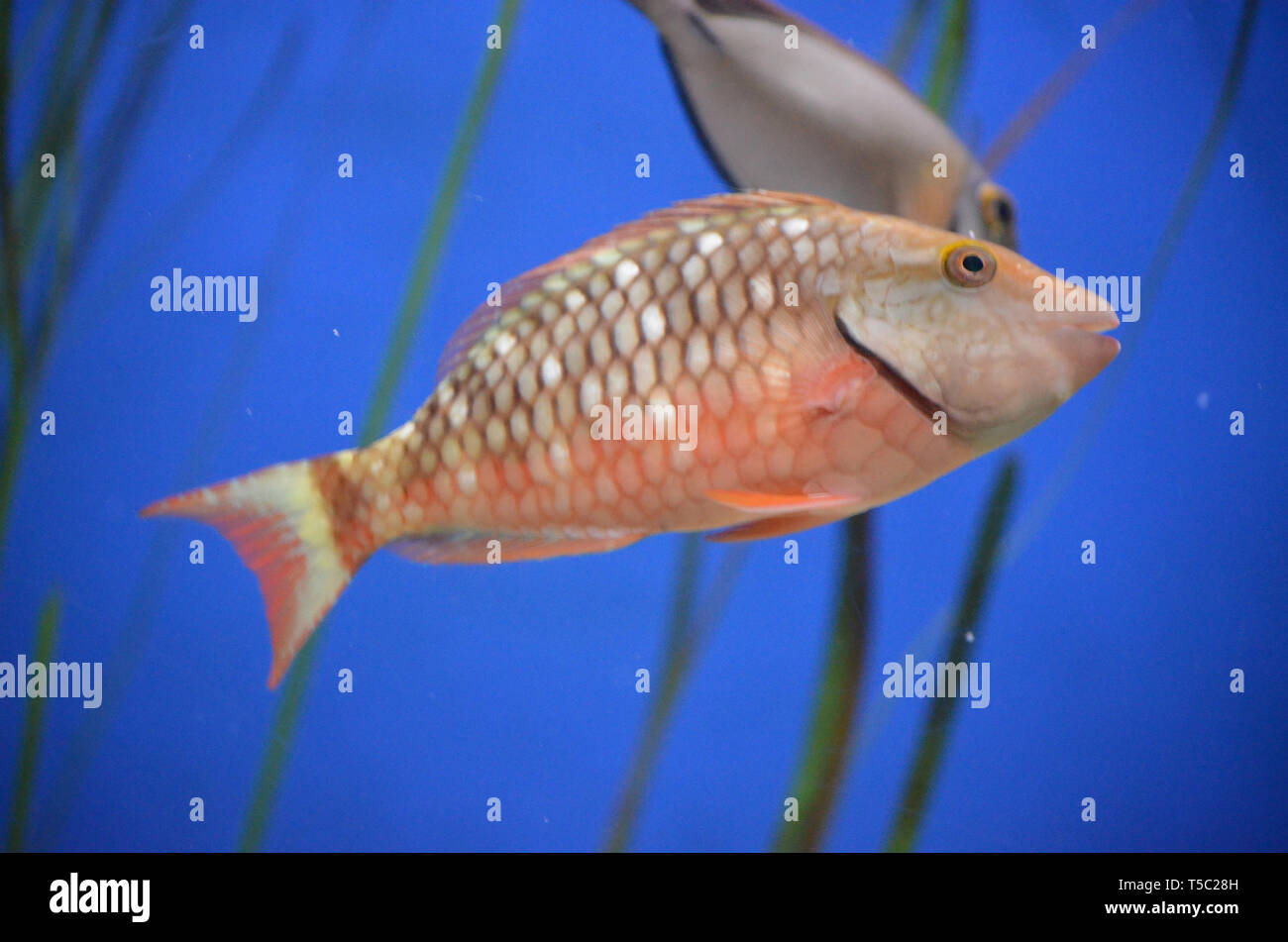 Spotted Parrot-fish featured in foreground with other fish seen peaking ...