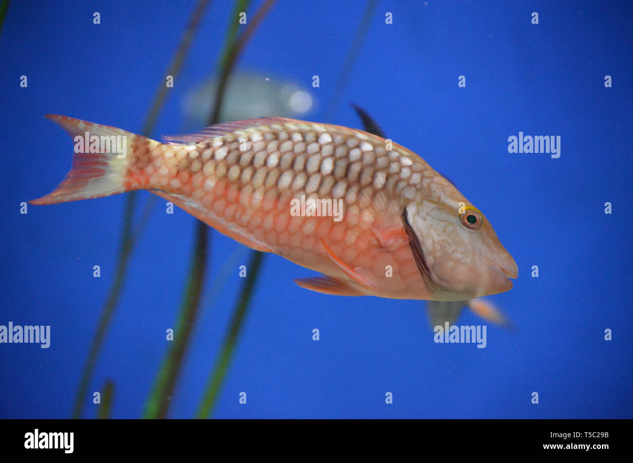Gorgeous Spotted Parrot-fish swimming underwater with deep blue ...