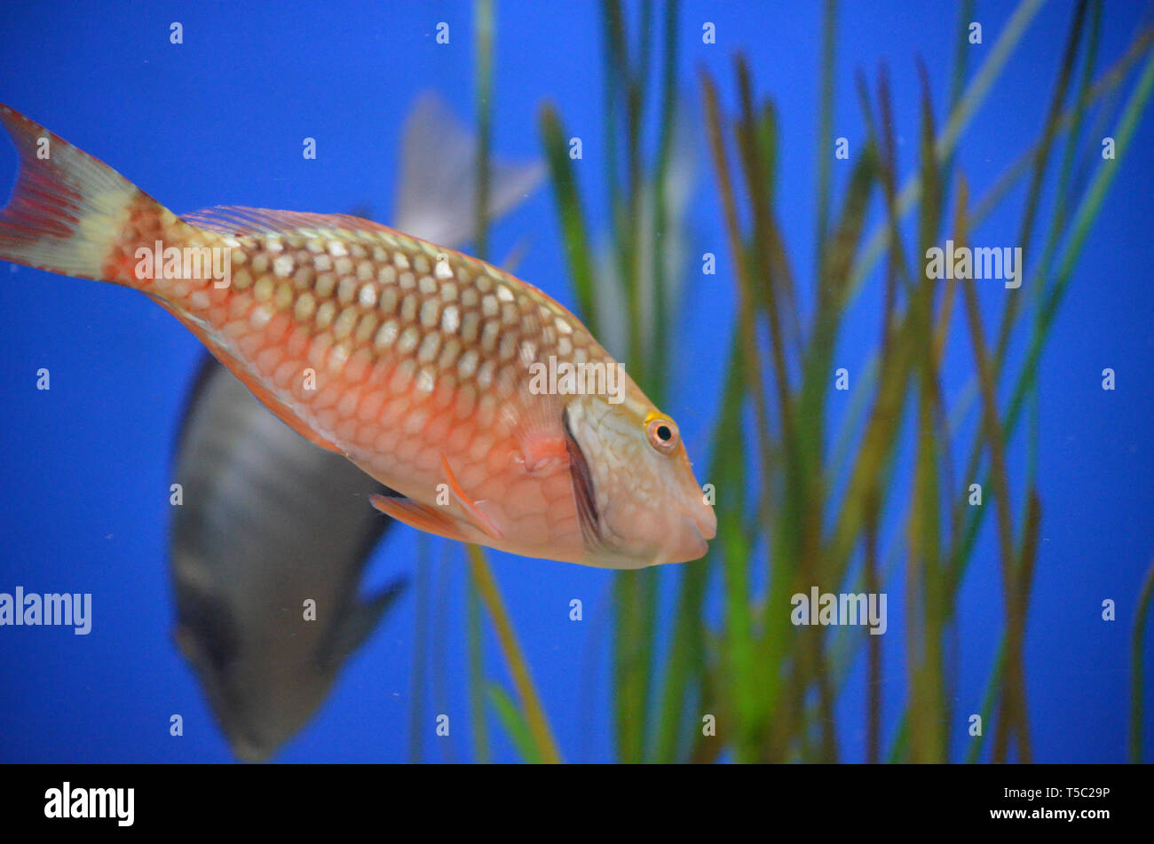 Beautiful Parot-fish swimming through the water featuring spotted ...