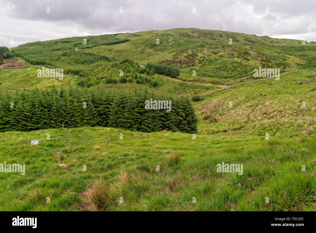 Ire tree hi-res stock photography and images - Alamy