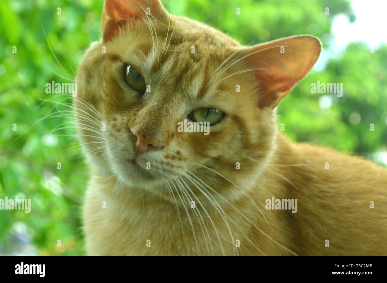 A sweet feline look Stock Photo - Alamy