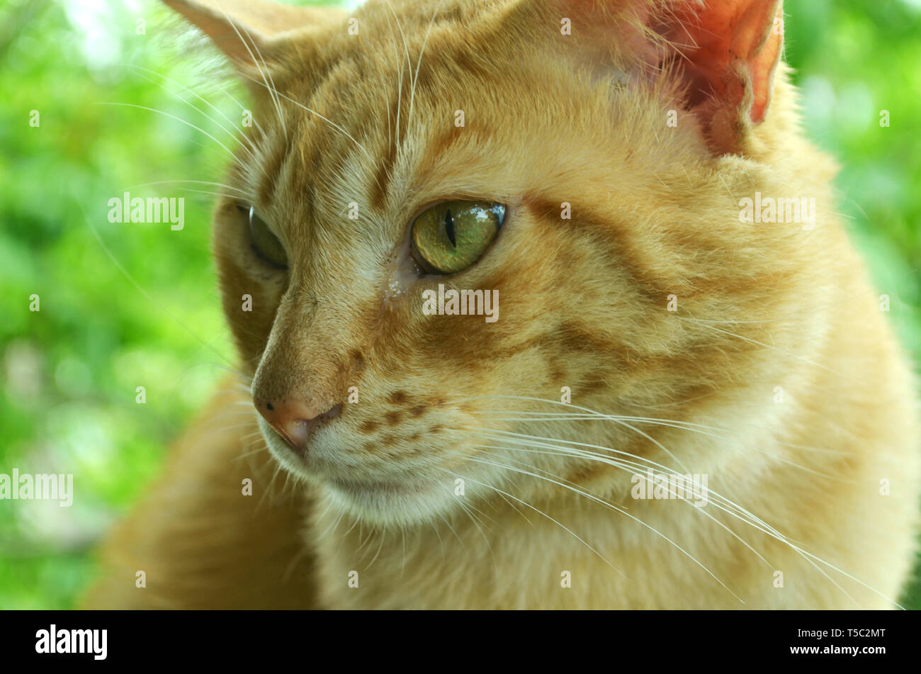 Scattered look hi-res stock photography and images - Alamy