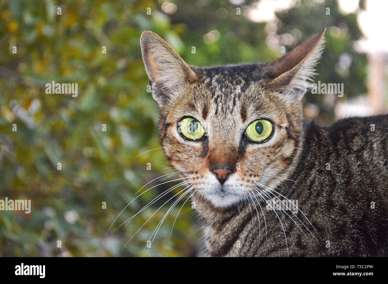Look cat hi-res stock photography and images - Alamy
