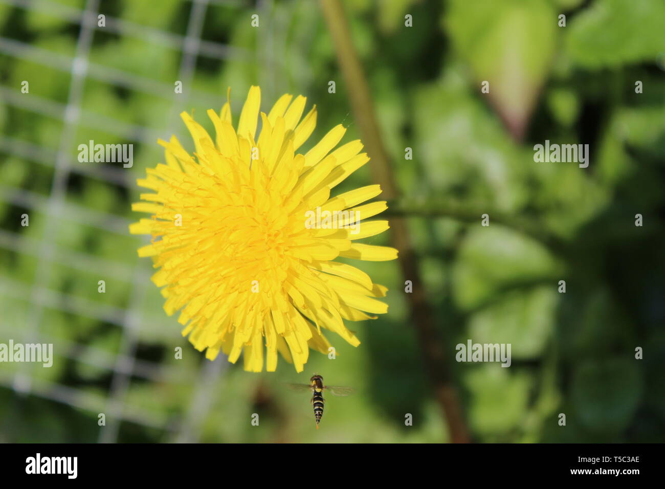 Environmental fauna hi-res stock photography and images - Alamy