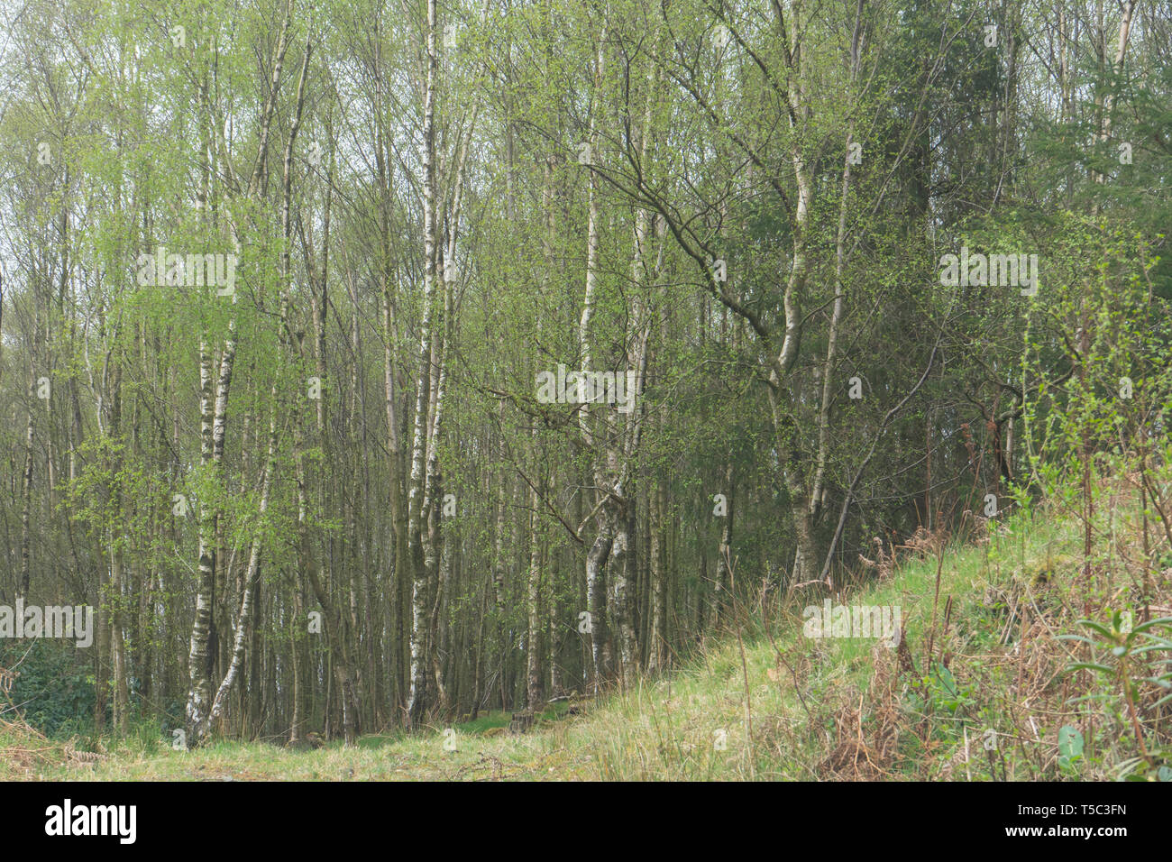 Silver birch trees in woodland Stock Photo - Alamy