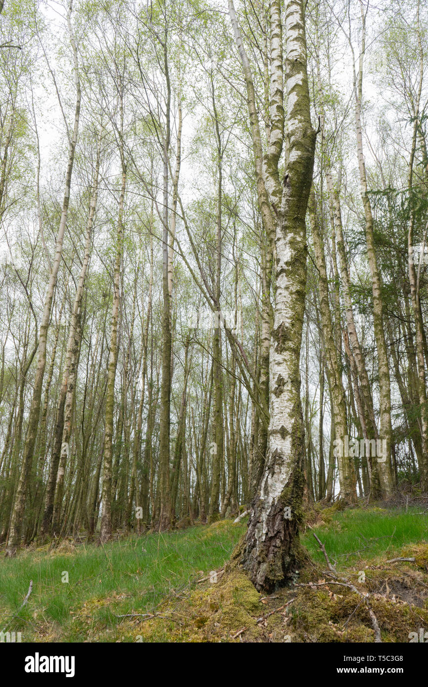 Silver birch trees in woodland Stock Photo - Alamy