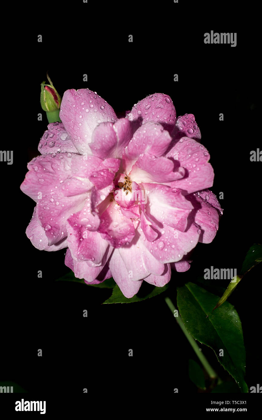 Indian pink Rose, with dew drops with isolated back background Stock ...