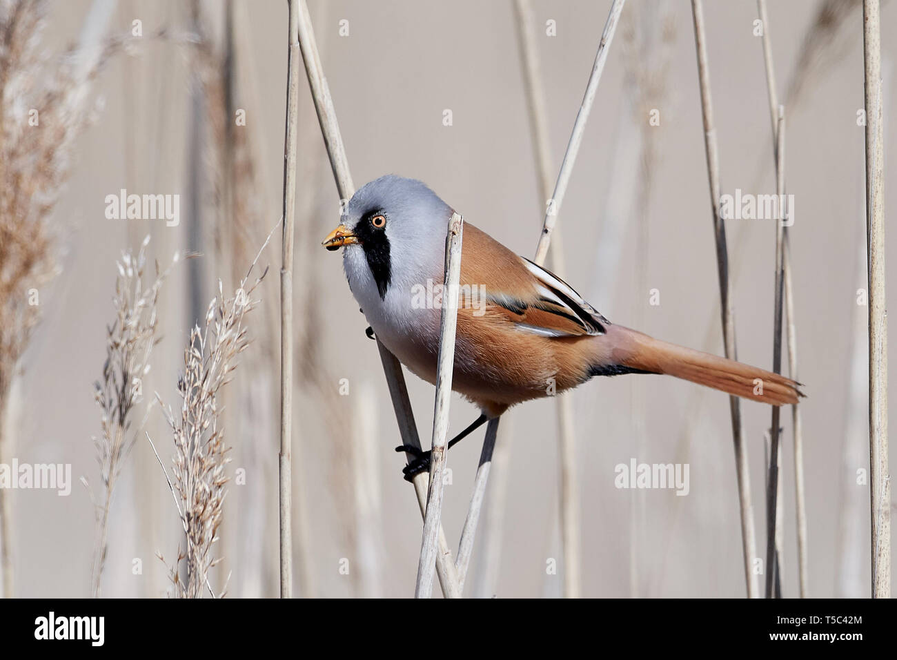 Bearded reedling in its natural habitat in Denmark Stock Photo - Alamy