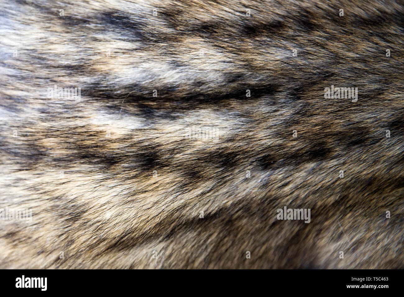 Closeup detail of the asian palm civet fur Stock Photo - Alamy