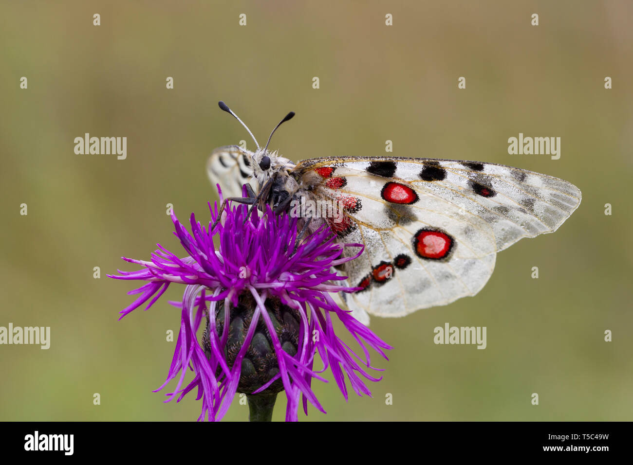 Apollofalter, Parnassius apollo, mountain Apollo Stock Photo - Alamy