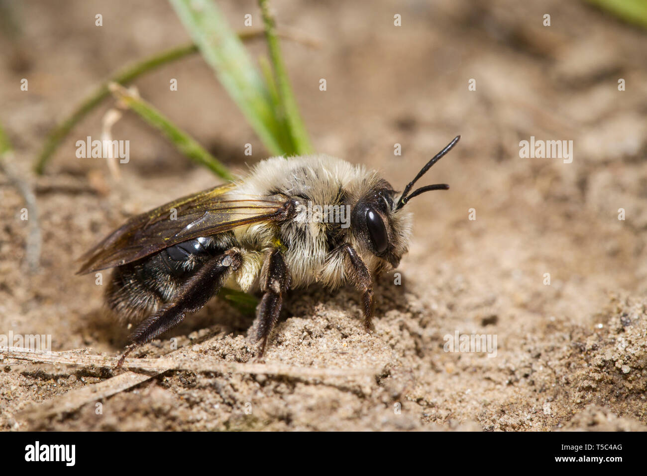 Erde biene hi-res stock photography and images - Alamy