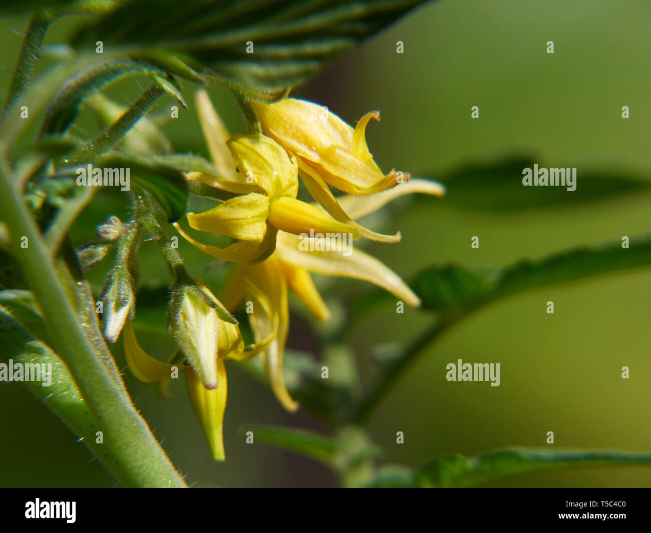 tomato flowers and tomatoes in a garden in the sunshine Stock Photo - Alamy