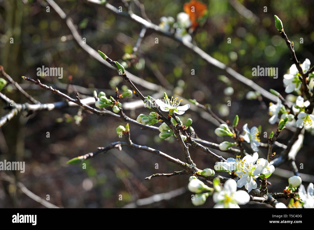 twig of prunus domestica with white blossoms and yellow stamens Stock ...