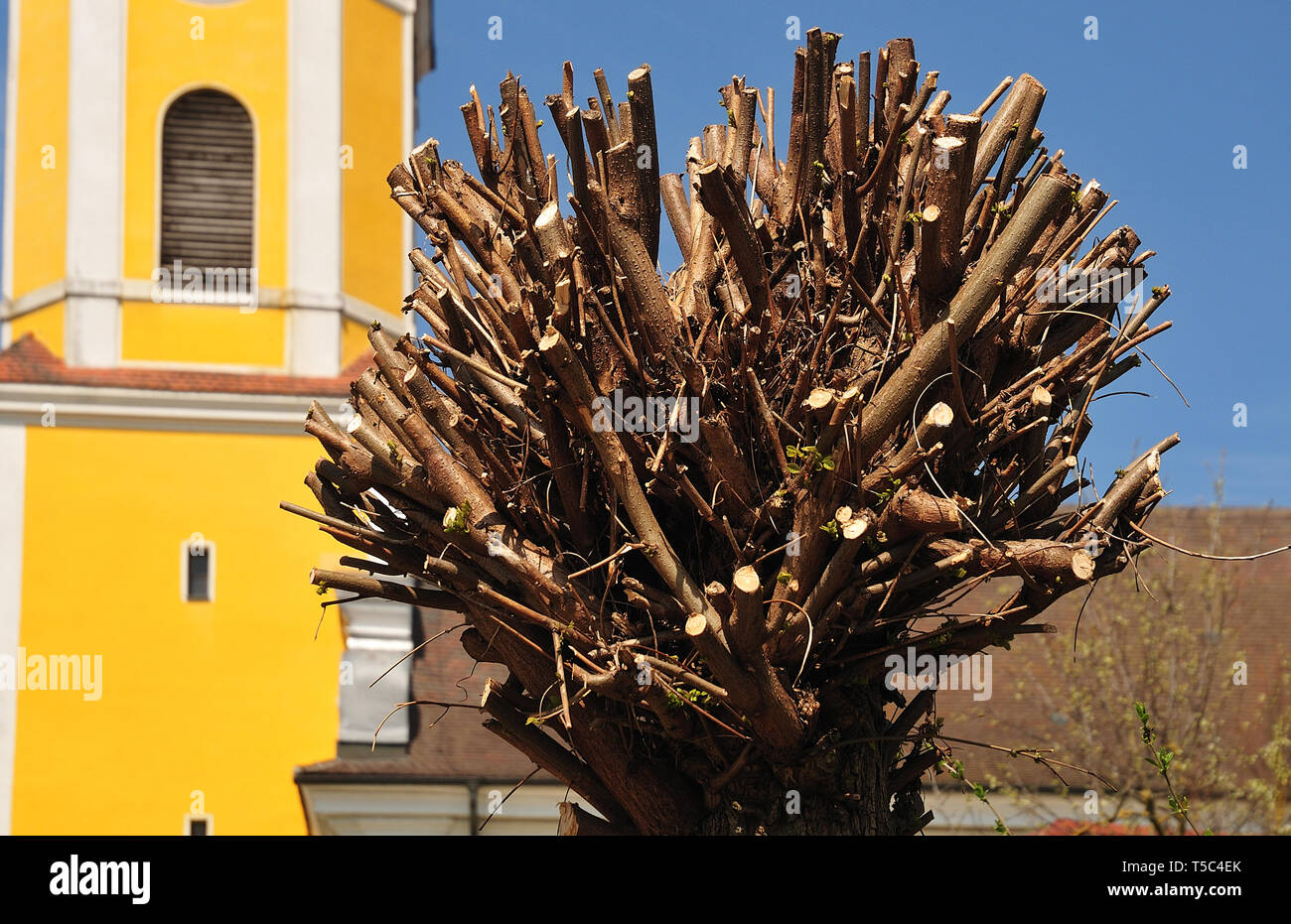 canopy with cut branches in front of yellow facade of a baroque church ...