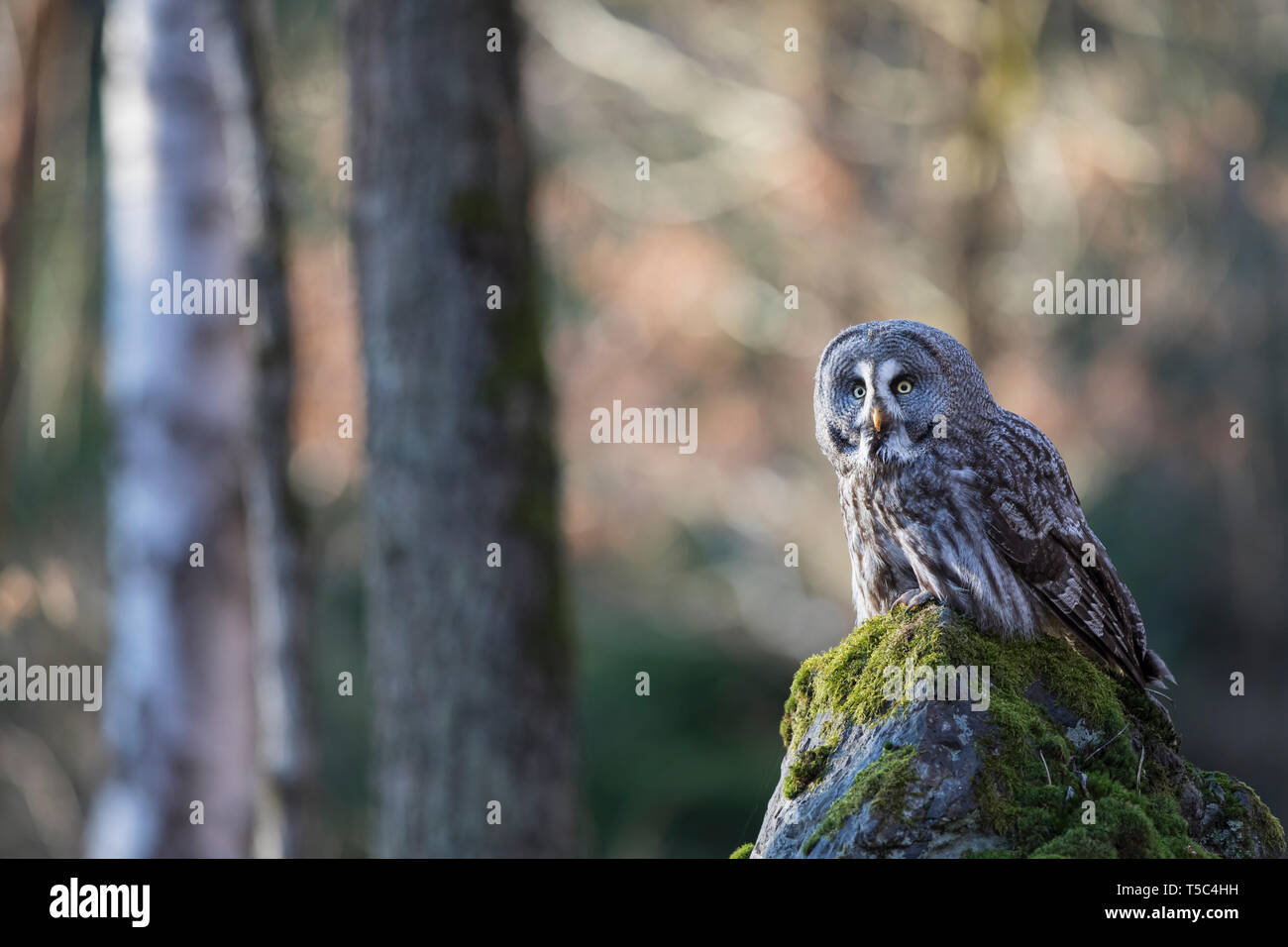 Bartkauz, Strix nebulosa, great grey owl Stock Photo - Alamy Bartkauz, Strix nebulosa, great grey owl Stock Photo - Alamy