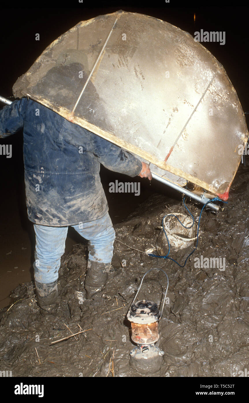 Elver fishing hi-res stock photography and images - Alamy