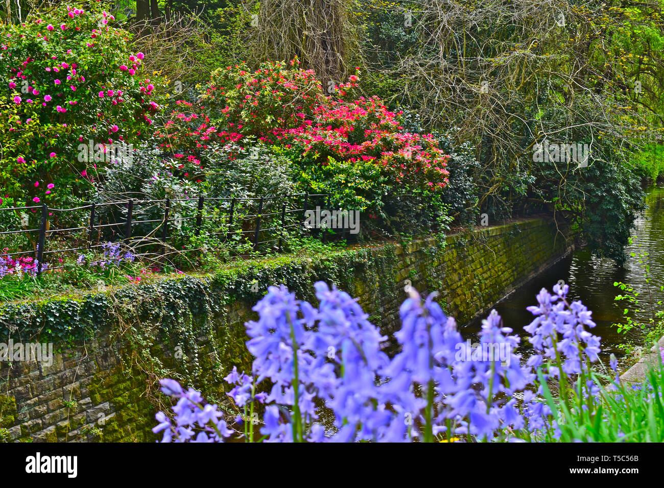 The pretty overflow stream from Roath Park Lake runs in steps down ...