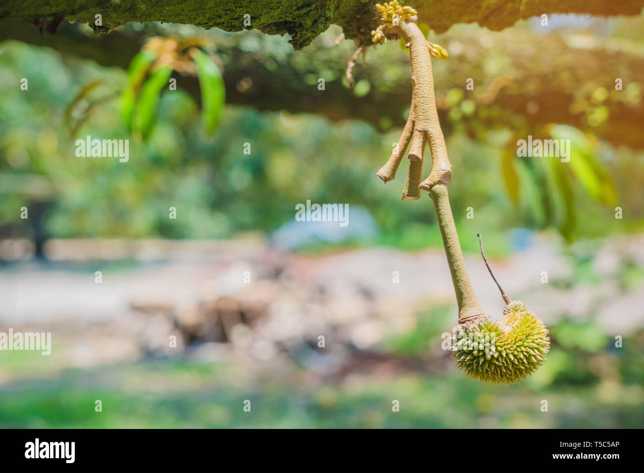 Flowering and growing of durian flowers on trees in April at ...