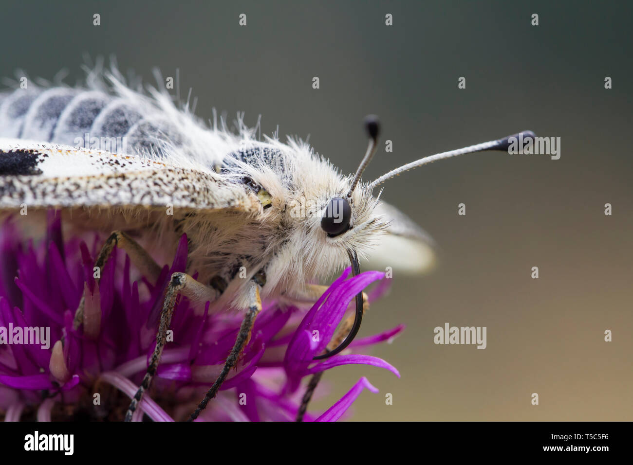Apollofalter, Parnassius apollo, mountain Apollo Stock Photo - Alamy