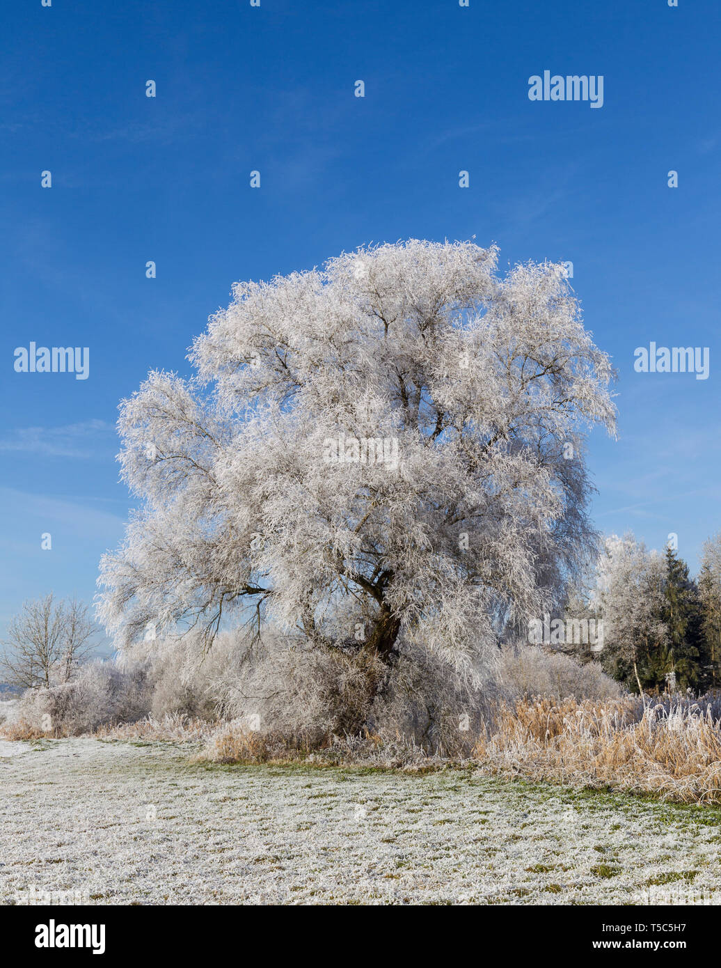 Reif weide hi-res stock photography and images - Alamy