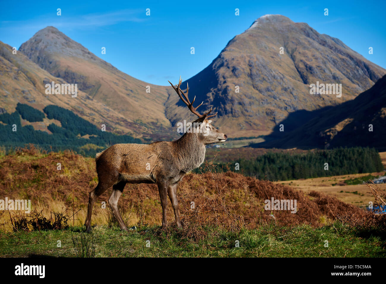 Stag hunting uk hi-res stock photography and images - Alamy