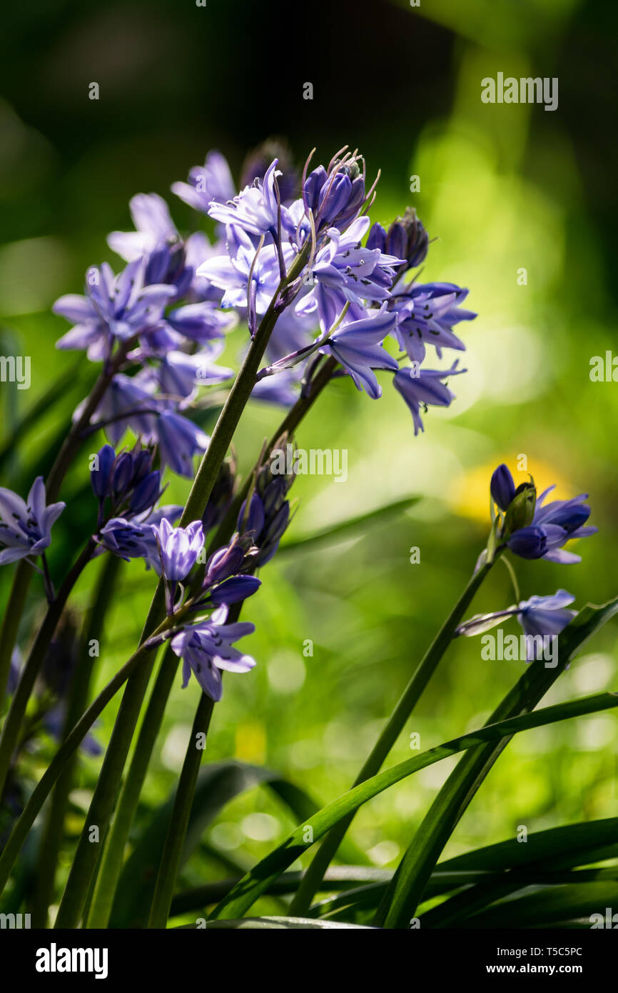 Common bluebells (Hyacinthoides non-scripta) in the dappled sunlight of ...
