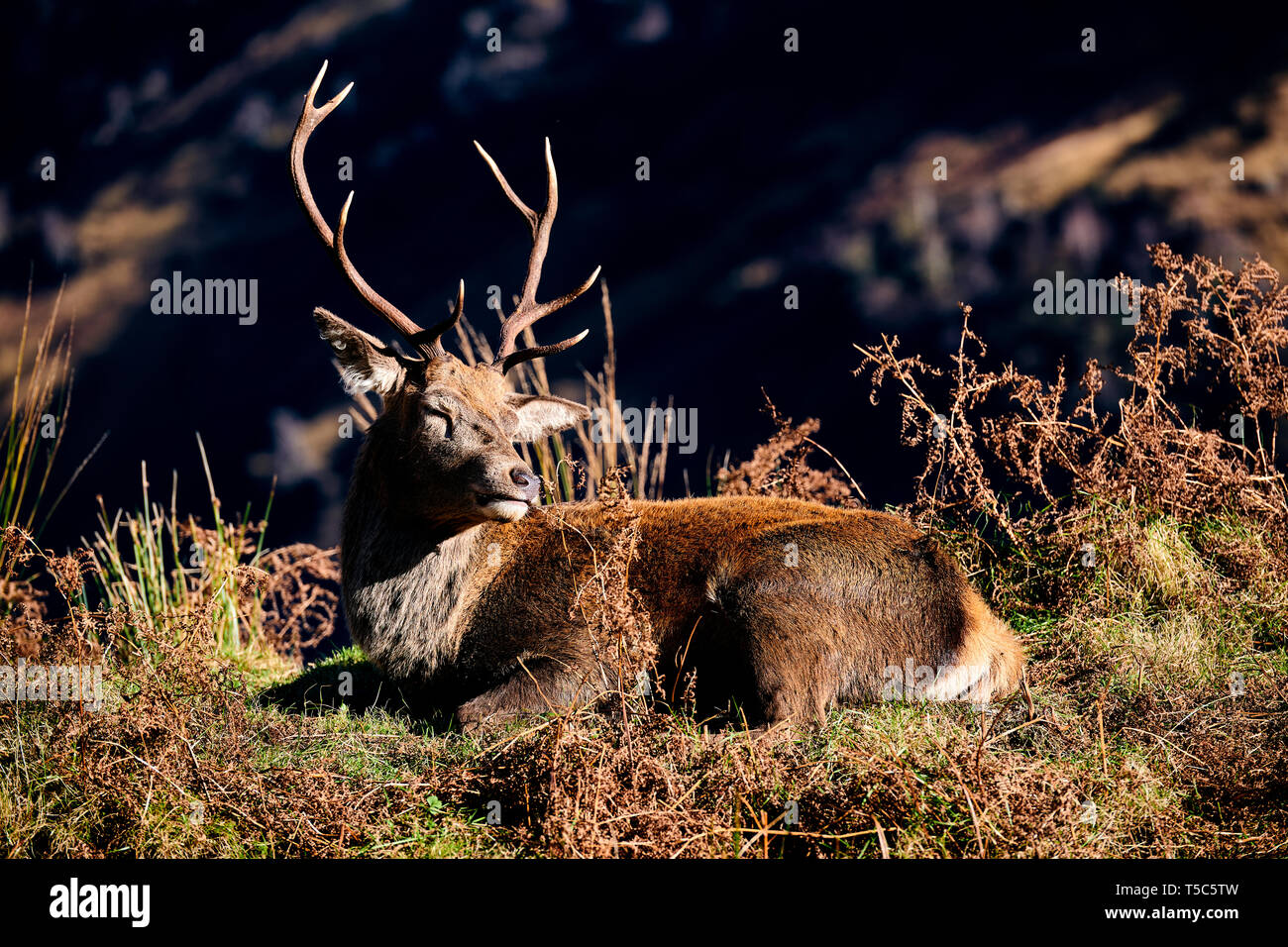 Stag hunting uk hi-res stock photography and images - Alamy