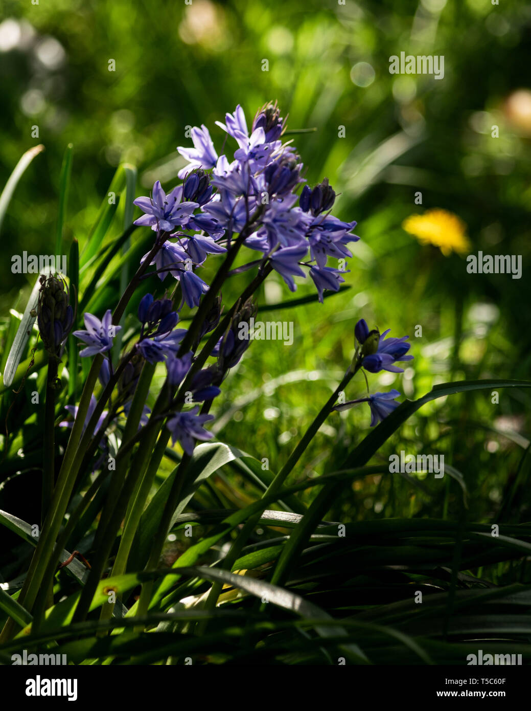 Common bluebells (Hyacinthoides non-scripta) in the dappled sunlight of ...