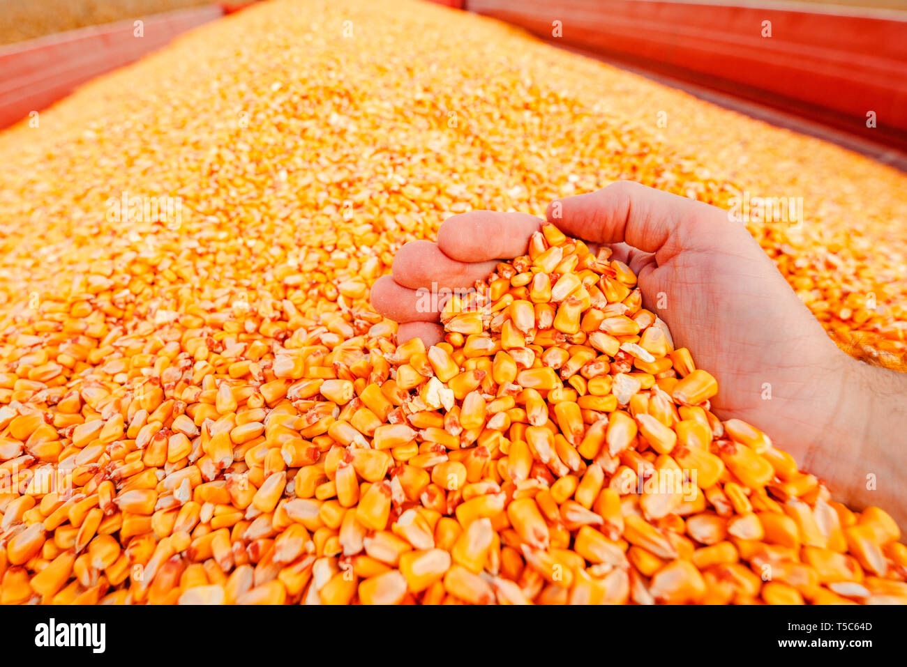 Farmer handful of harvested corn kernels from the heap loaded into ...