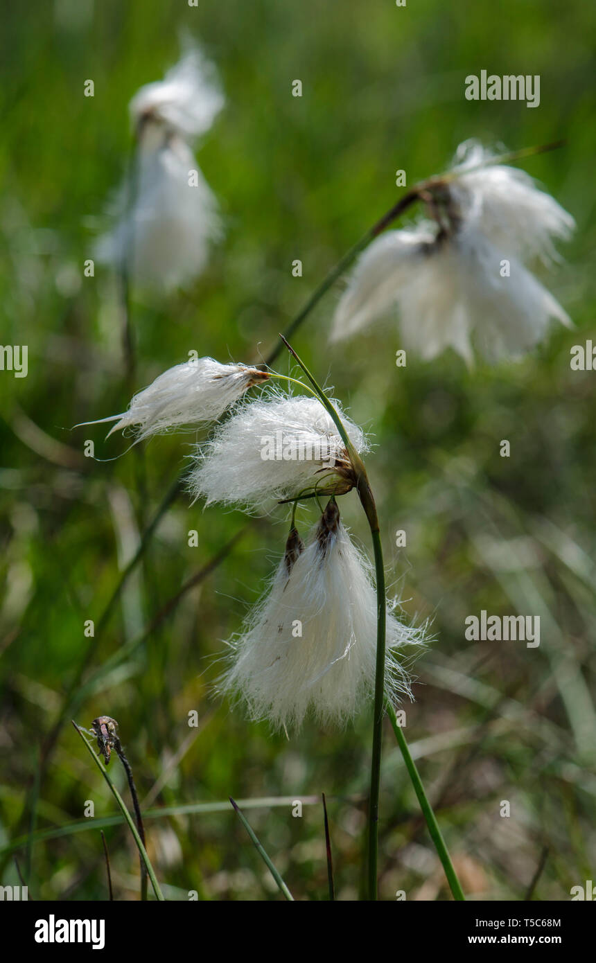 Eriophorum angustifolium, common cottongrass ,common cottonsedge, bog ...
