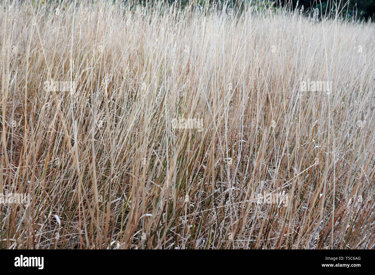 dry grass field at Doi Intanono Chaingmai Thailand.background and ...