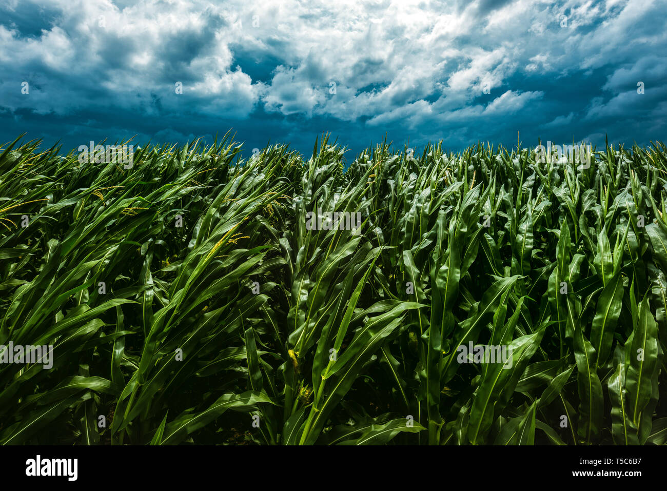 Windstorm in maize crop field with dramatic stormy clouds in background ...