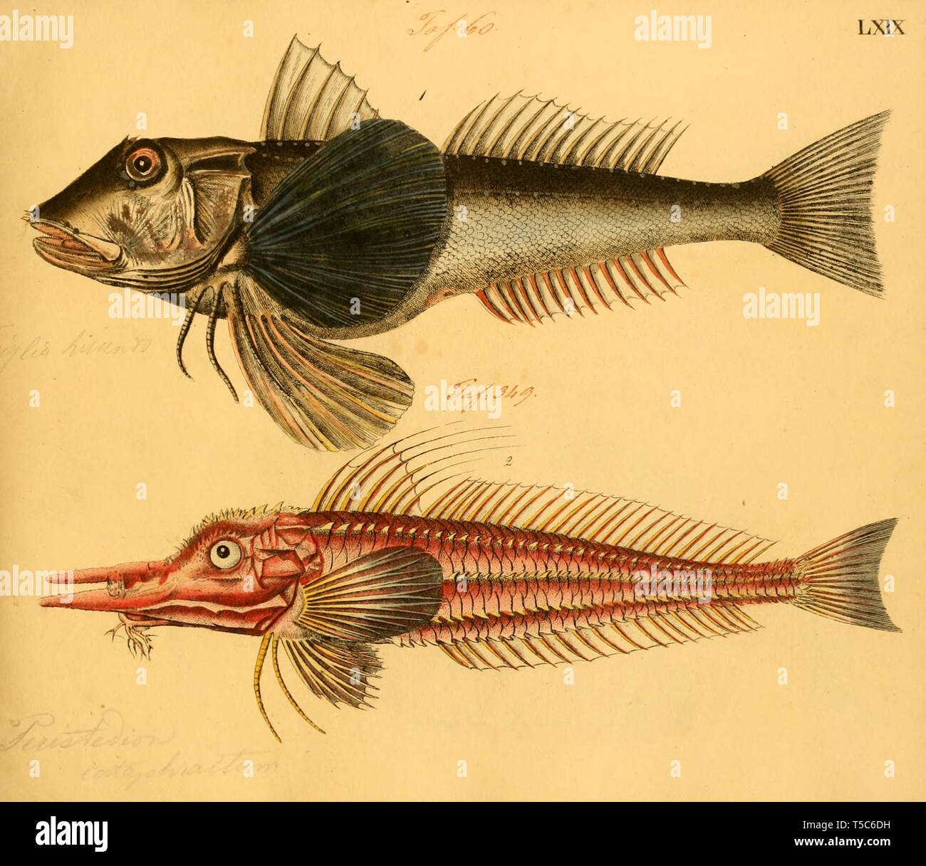 Beautiful vintage hand drawn illustrations of exotic fish and eels from ...
