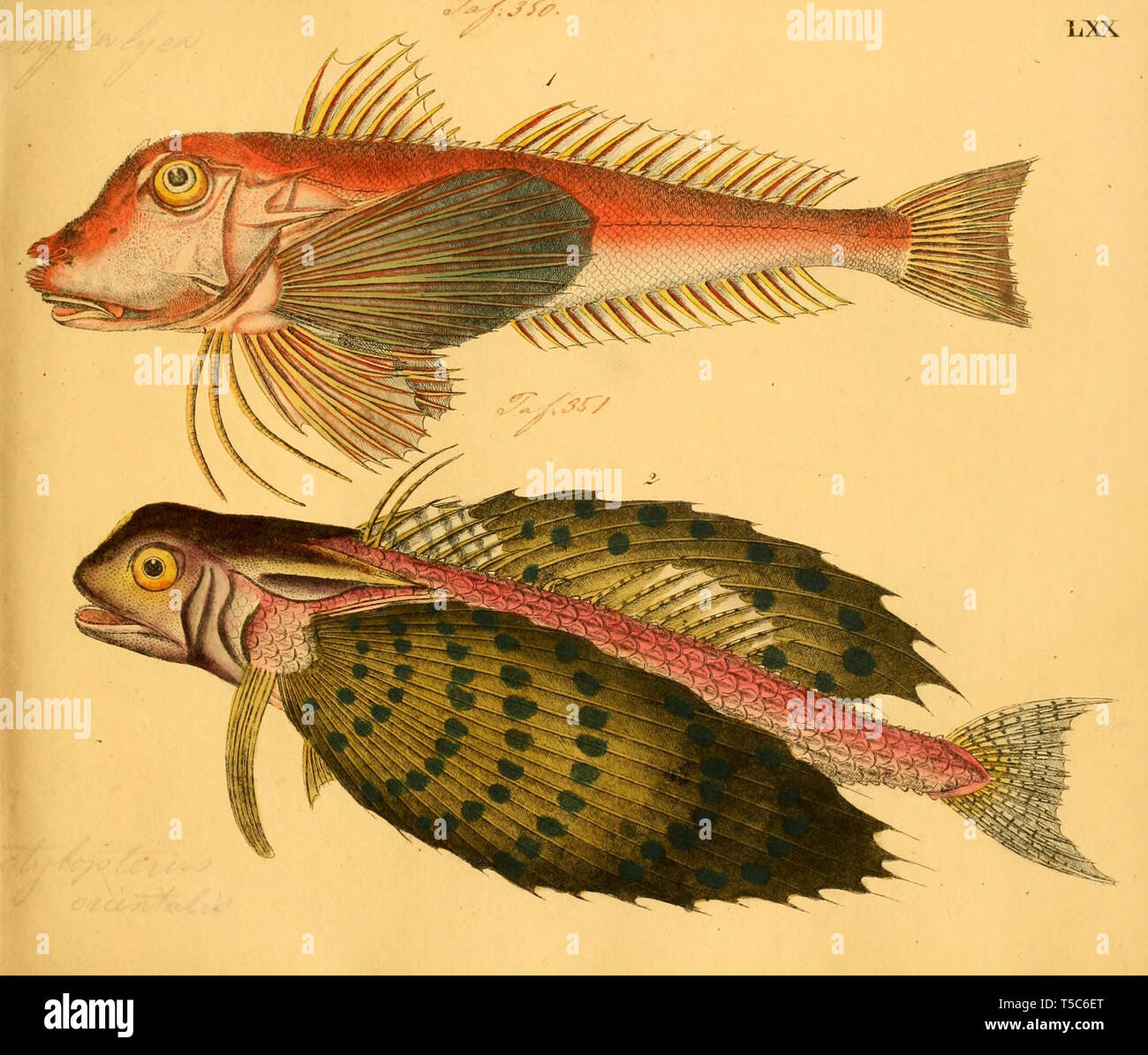 Beautiful vintage hand drawn illustrations of exotic fish and eels from ...