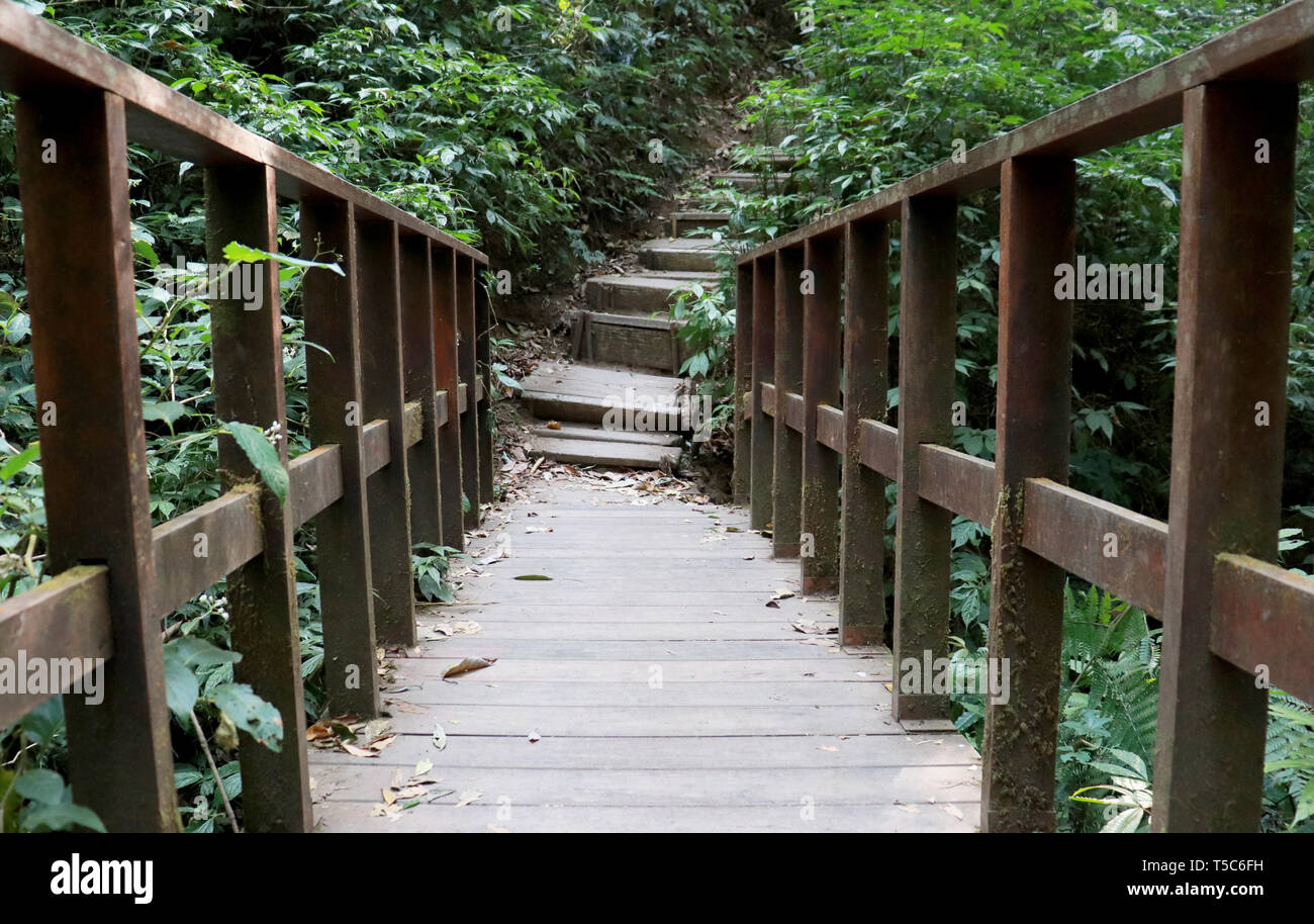 Wooden path, way, track from planks in forest park, perspective image ...