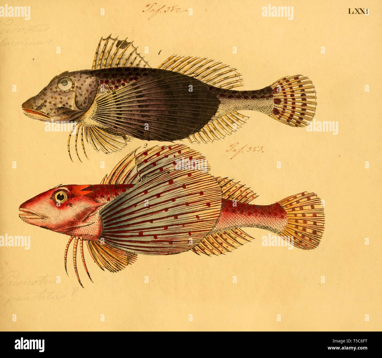 Beautiful vintage hand drawn illustrations of exotic fish and eels from ...