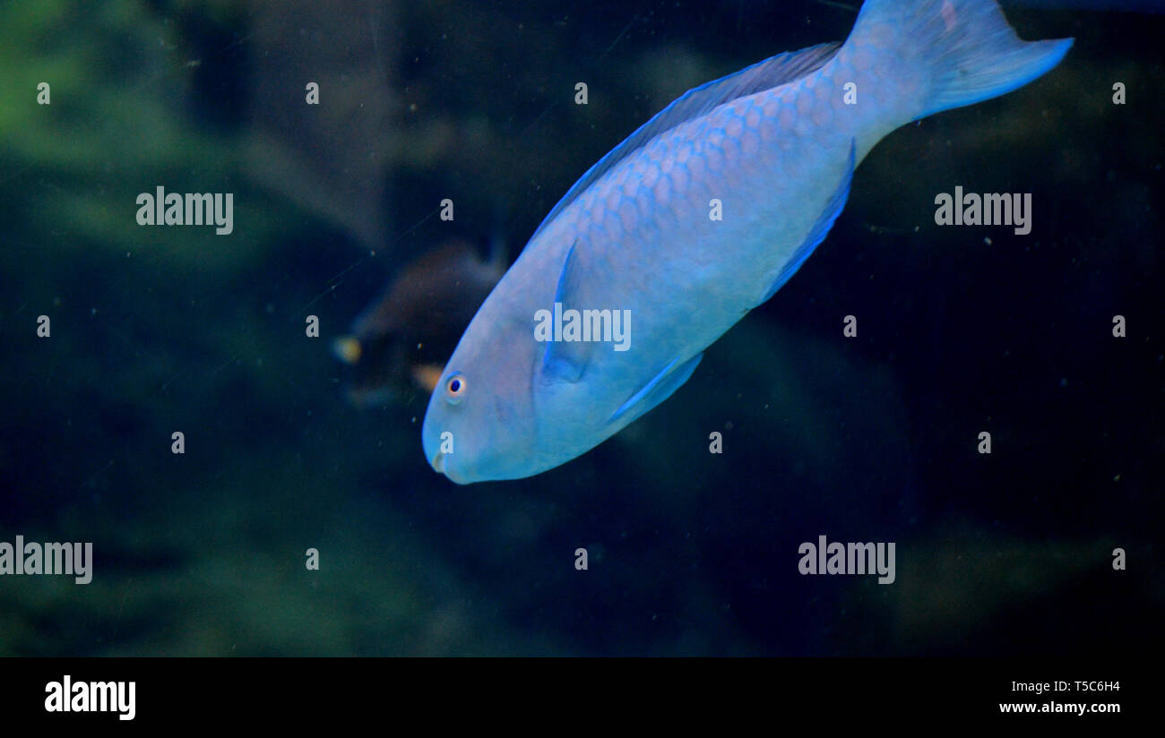 Rainbow parrotfish hi-res stock photography and images - Alamy