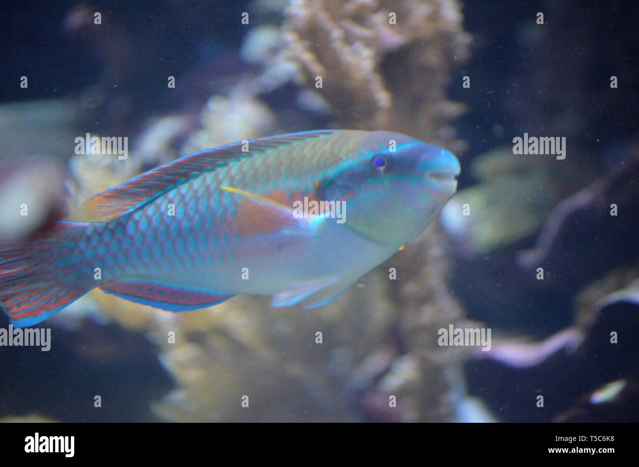 Beautiful blue Parrot-fish swimming along underwater Stock Photo - Alamy