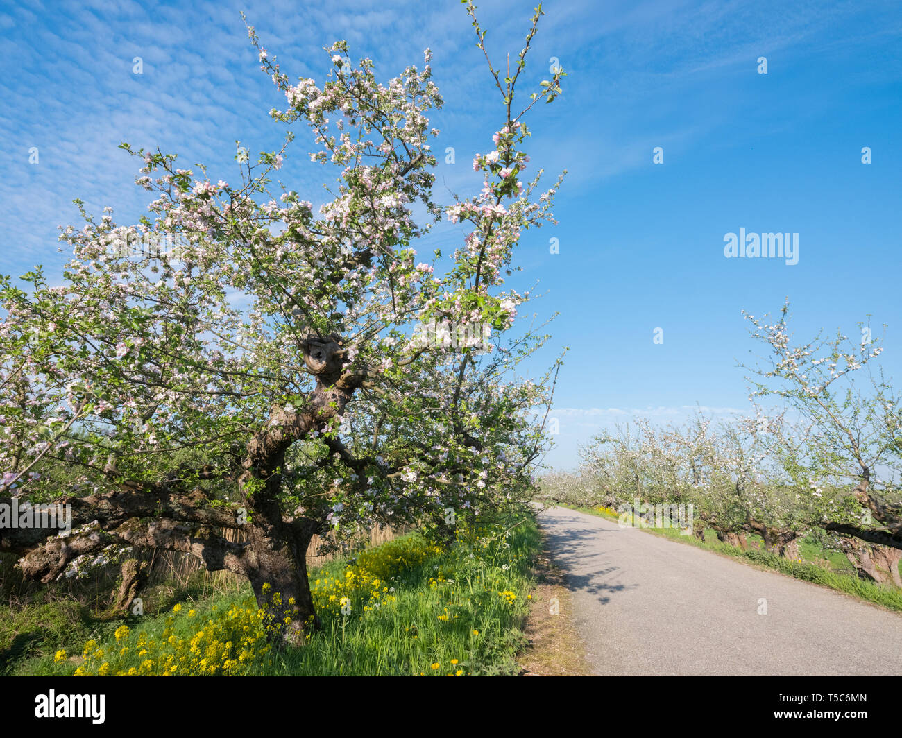 blossoming apple trees and yellow spring flowers under blue sky along ...