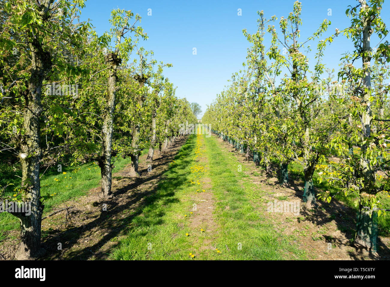 Rows of pear trees in orchard, fruit region Haspengouw in Belgium ...