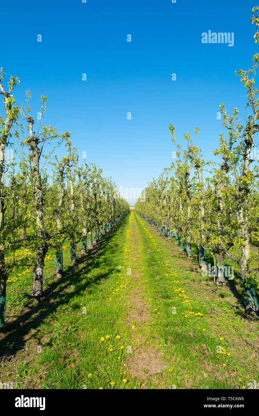 Rows of pear trees in orchard, fruit region Haspengouw in Belgium ...