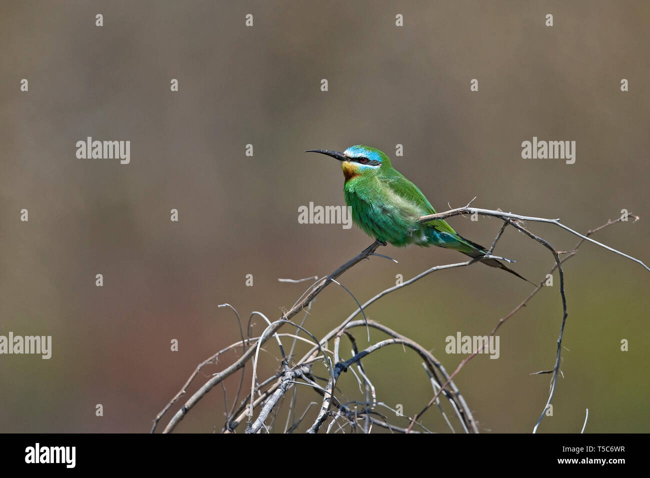 Blue-cheeked Bee-eater (Merops persicus Stock Photo - Alamy