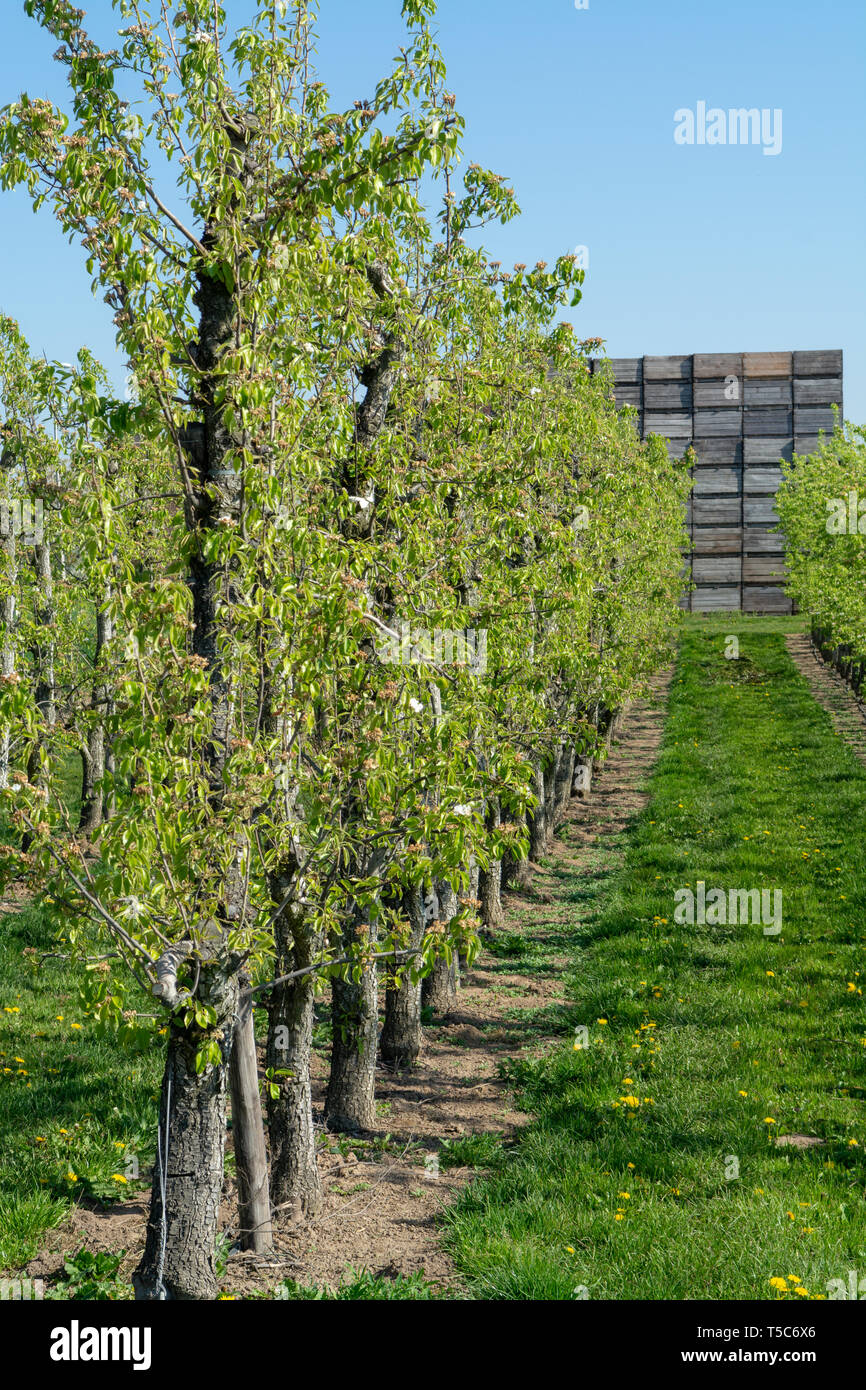 Rows of pear trees in orchard, fruit region Haspengouw in Belgium ...