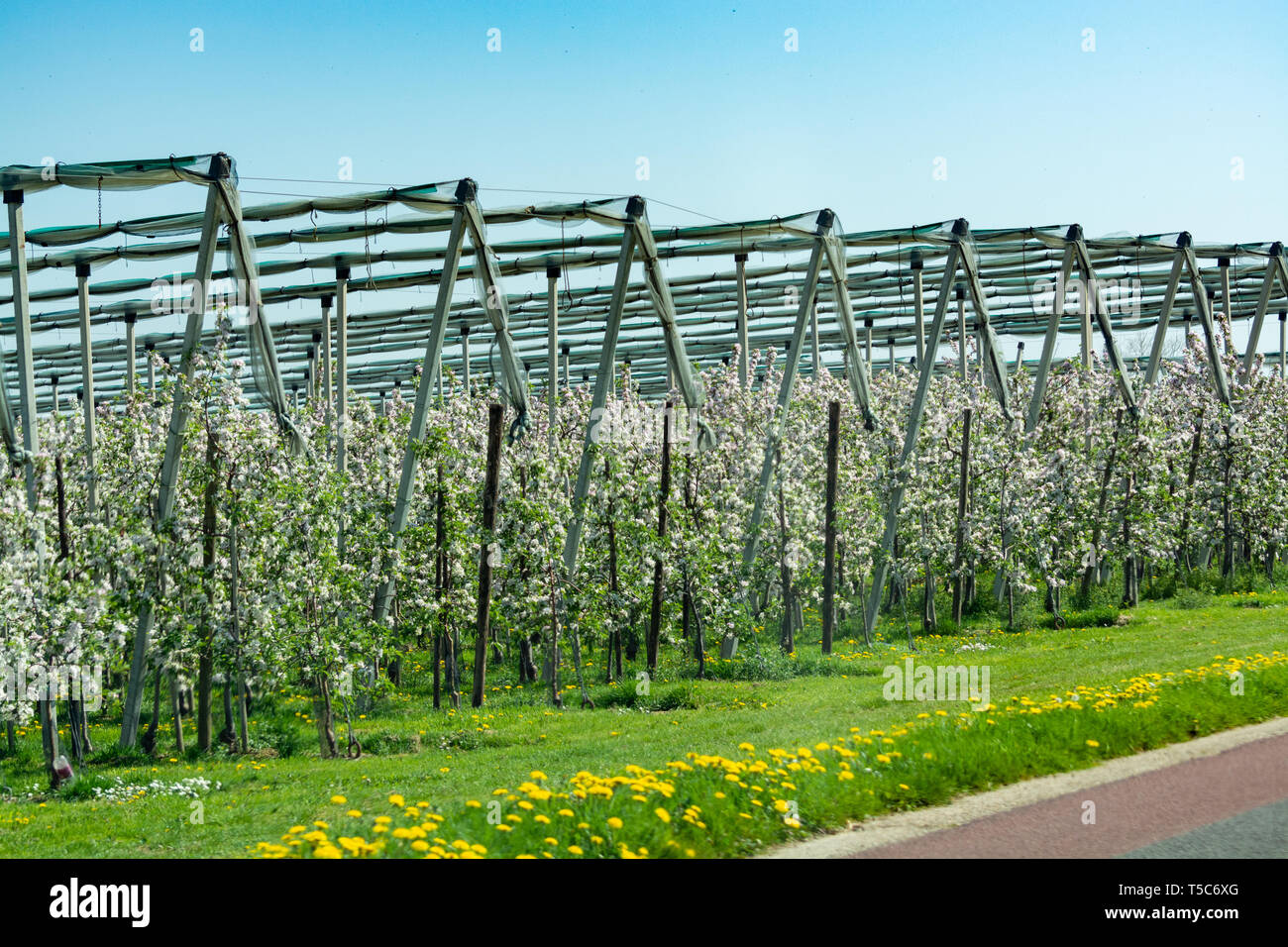 Asphalt road and spring landscape with blossoming apple tree orchards ...