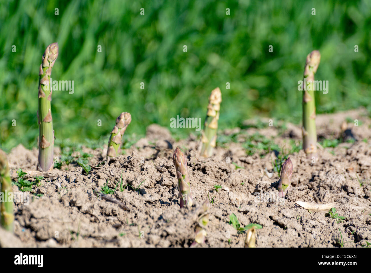 Ripe organic green asparagus growing on farmers field ready to harvest ...