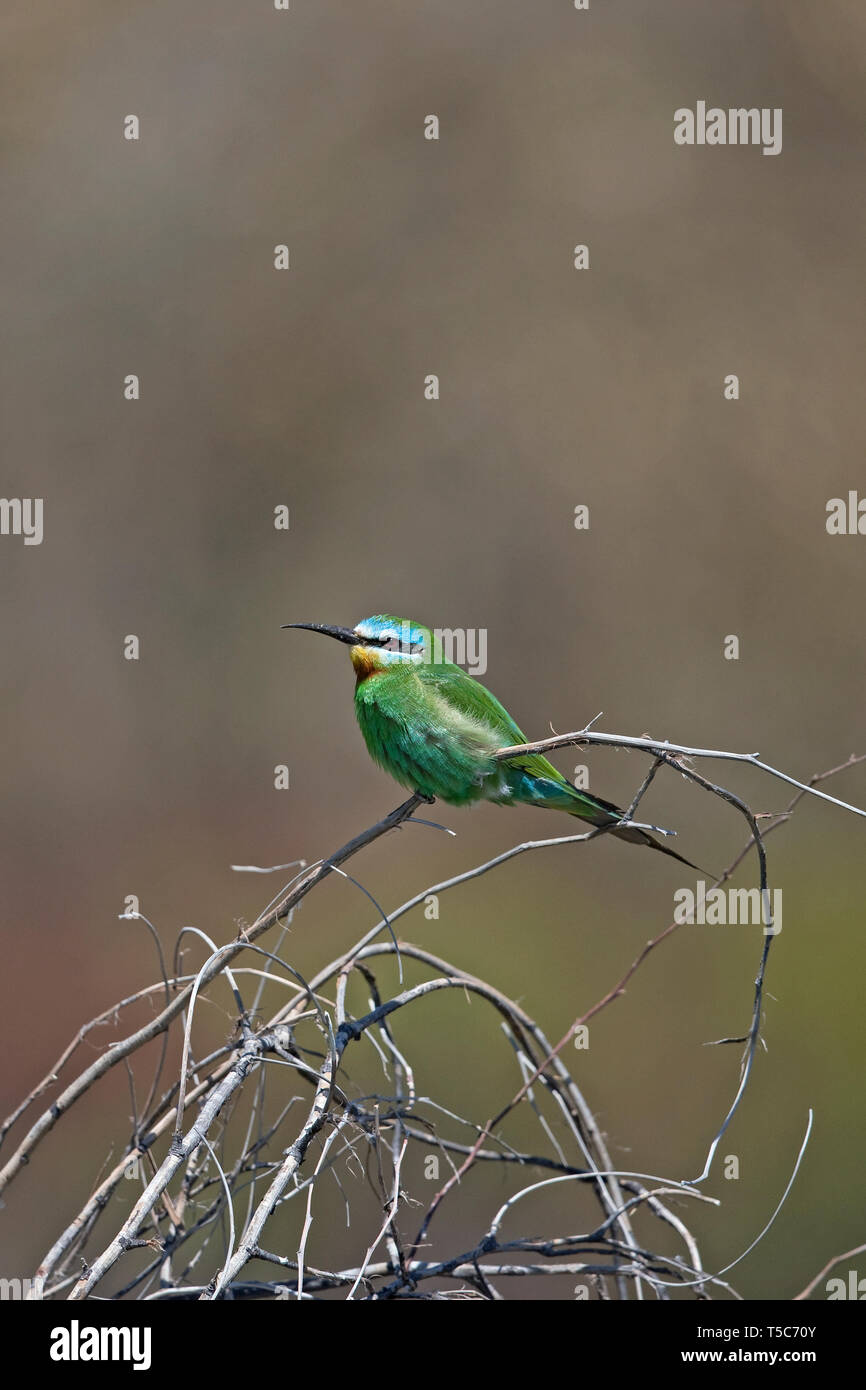 Blue-cheeked Bee-eater (Merops persicus Stock Photo - Alamy